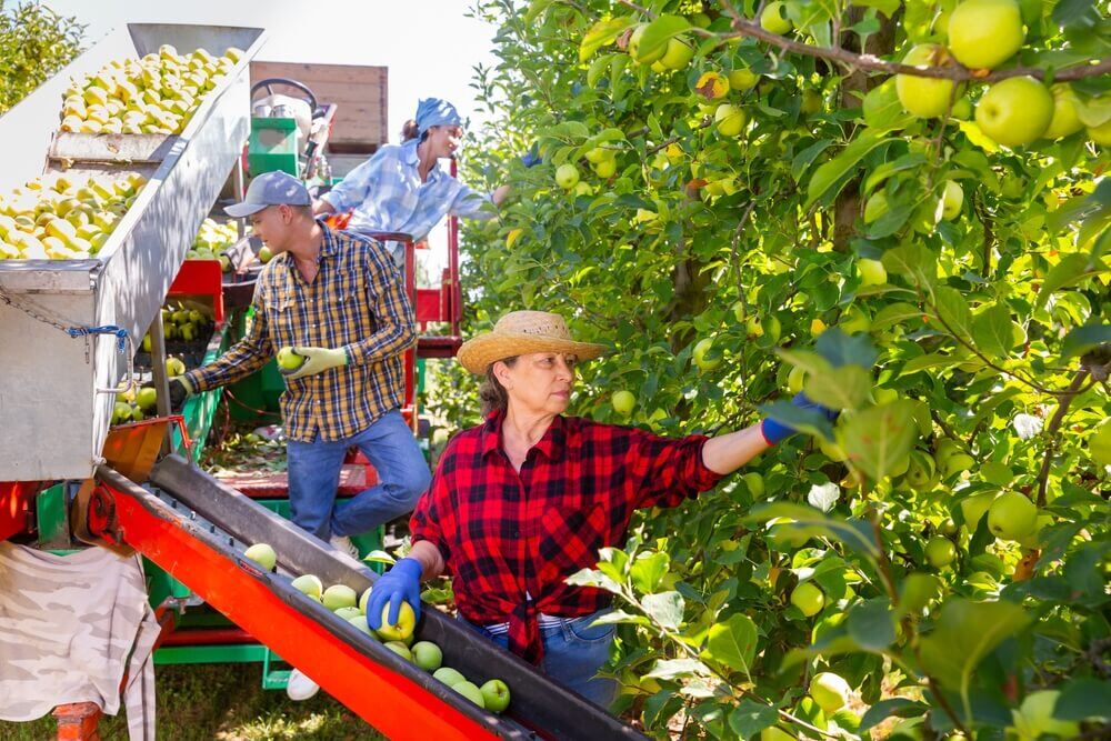 Navigating Seasonal Labor: Maximizing Workforce Flexibility with PEO ...